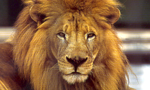 Jonathan de la Cruz Gonzales